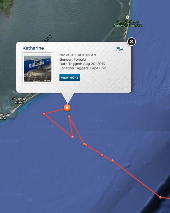Katharine, the great white shark, is back in the area | Ocracoke Observer