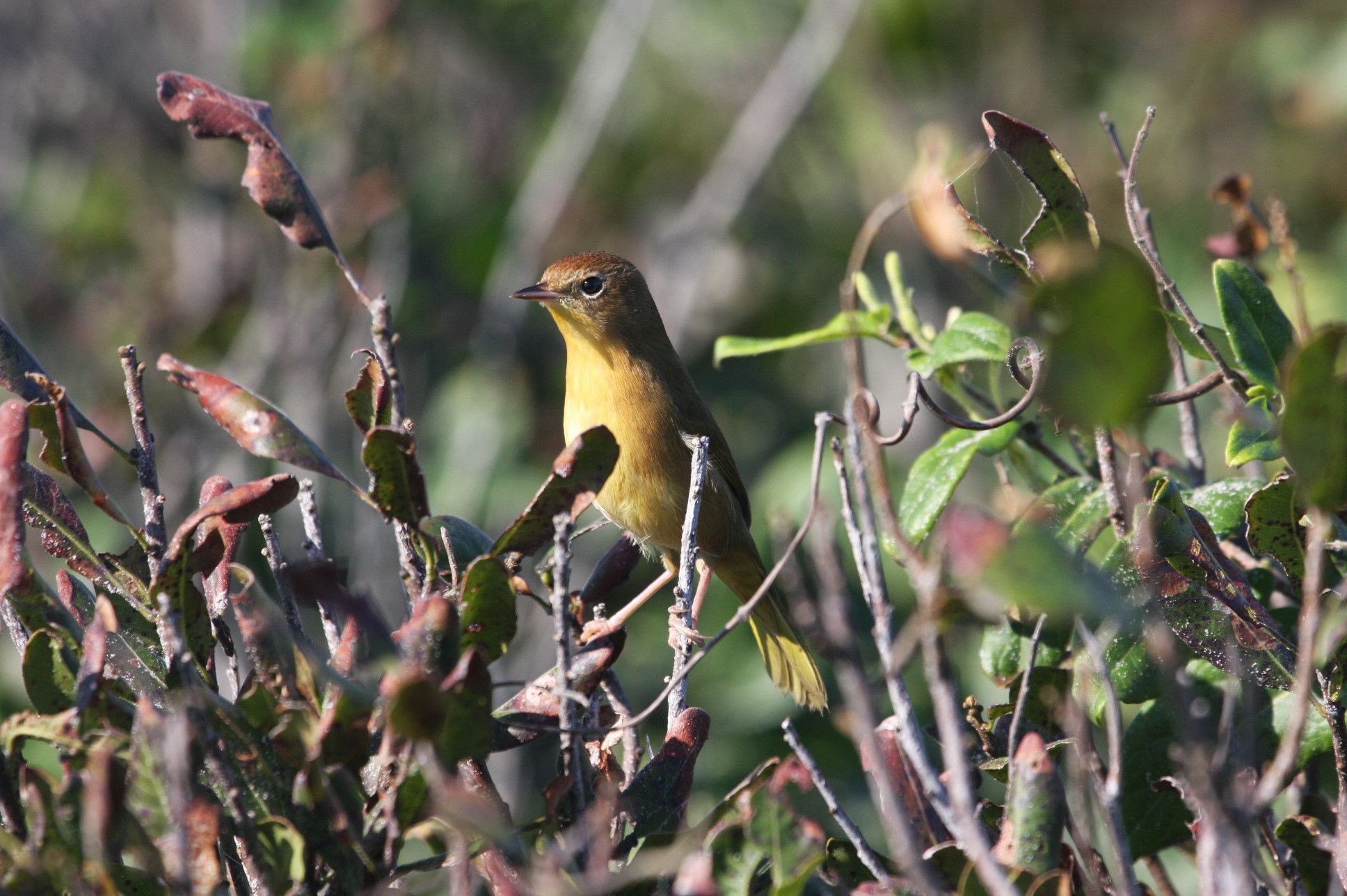 Myster Common Yellowthroat female image2 (4) | Ocracoke Observer