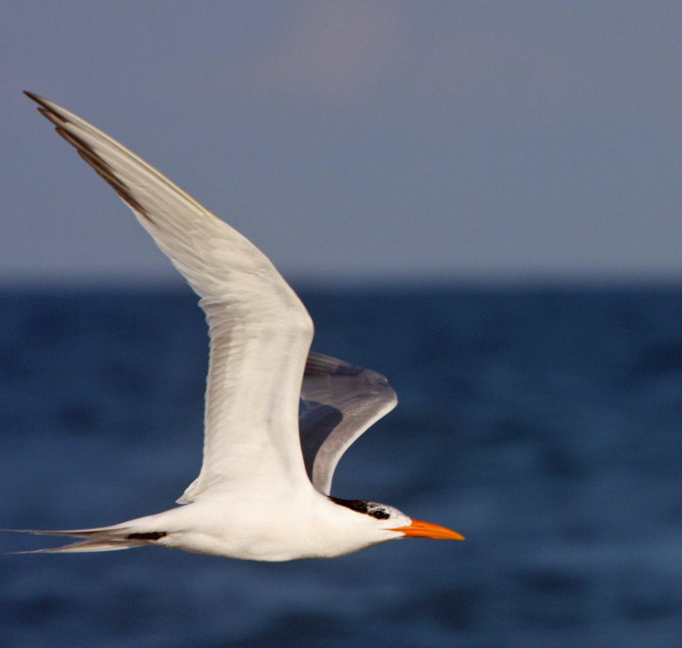 Birds of Ocracoke: the Royal Tern - Ocracokeobserver.com