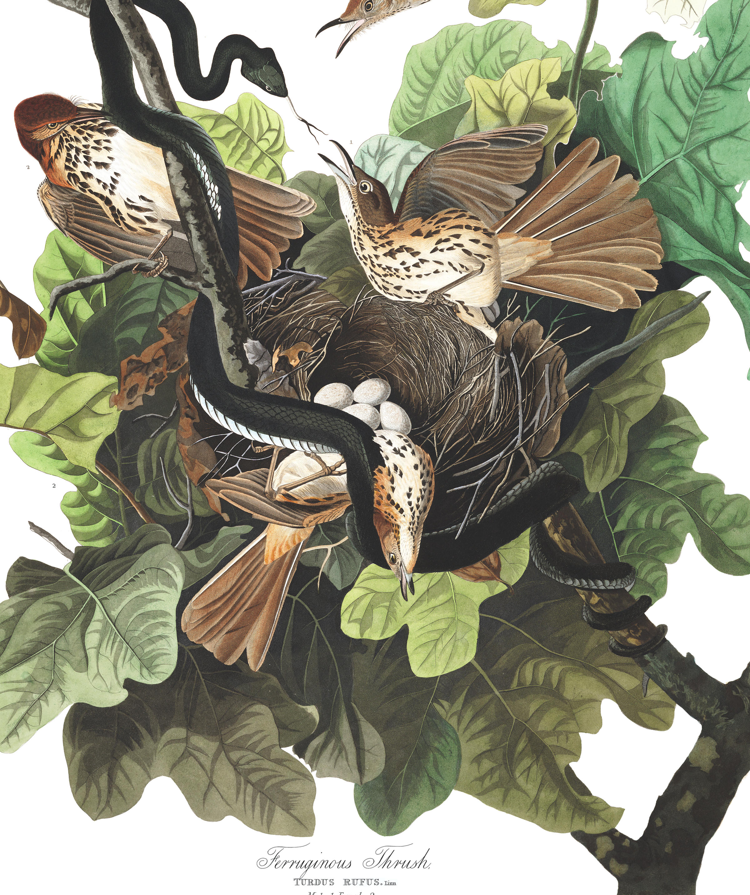 plate-116-ferrunginous-thrush-611-final | Ocracoke Observer