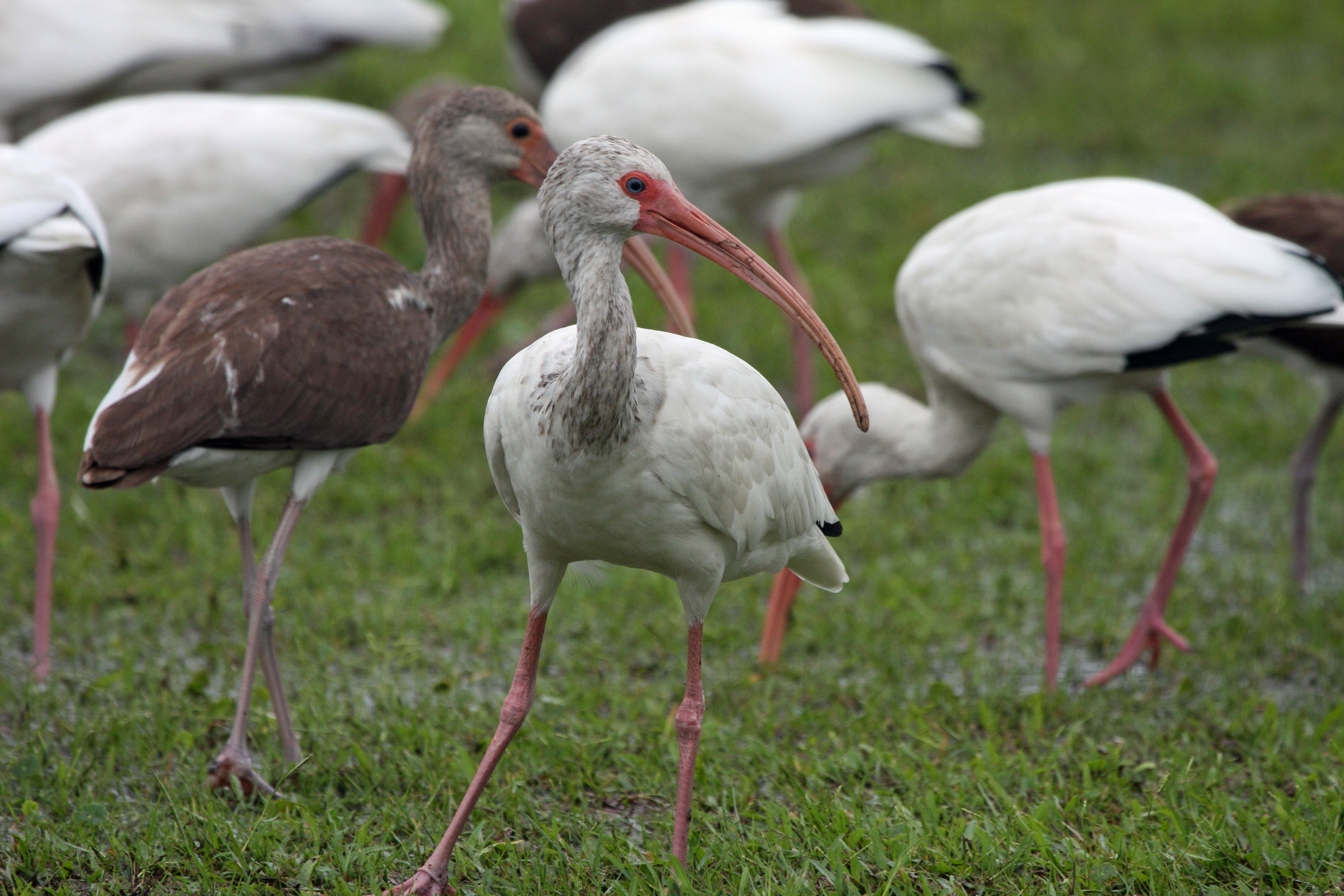 White Ibis in flock PS IMG_9616 | Ocracoke Observer