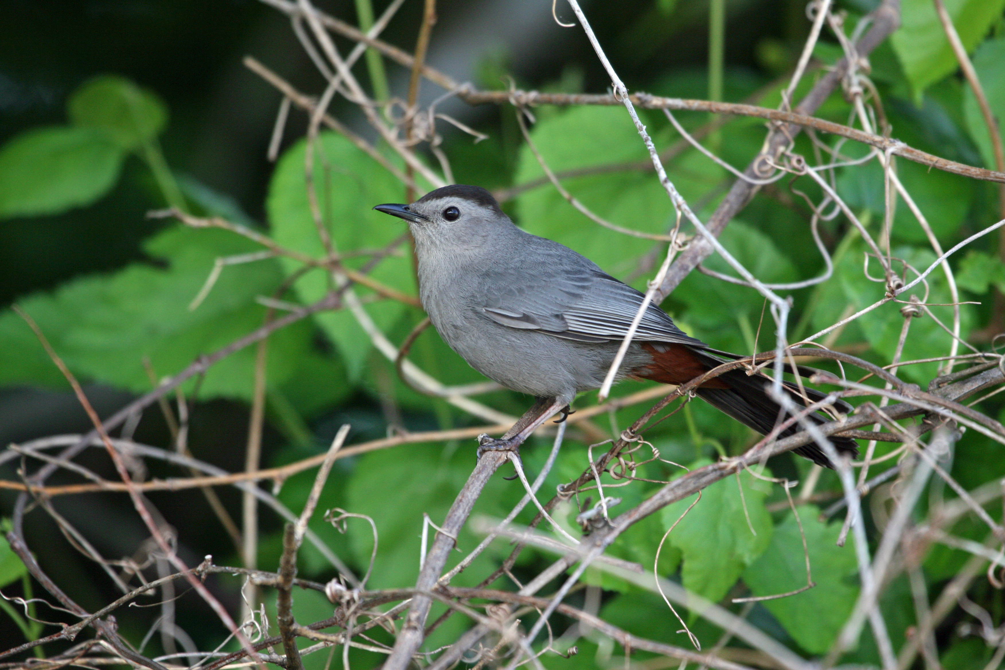 Catbird PS_IMG_8185 | Ocracoke Observer