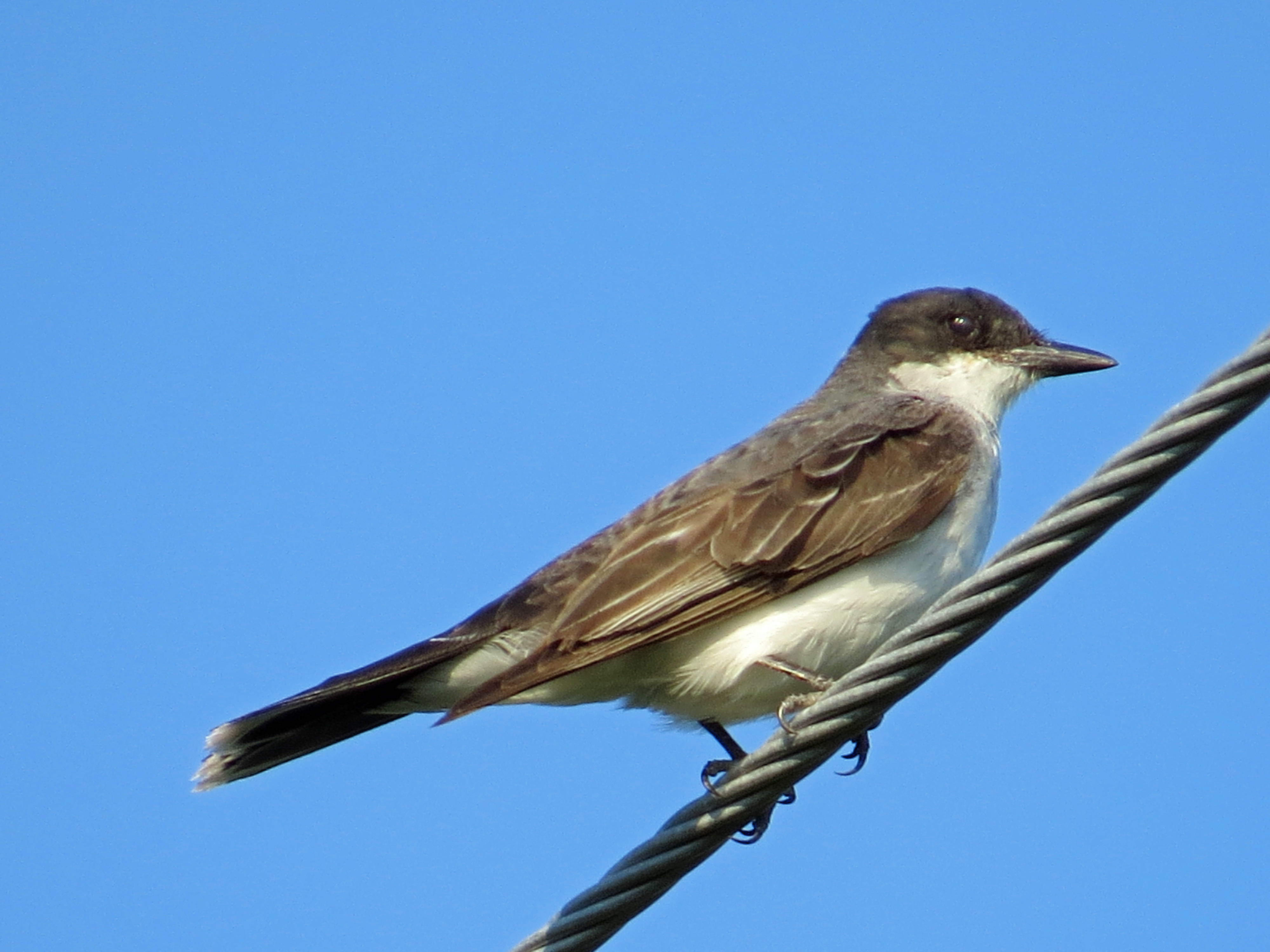 Eastern Kingbird PS IMG_0049 | Ocracoke Observer