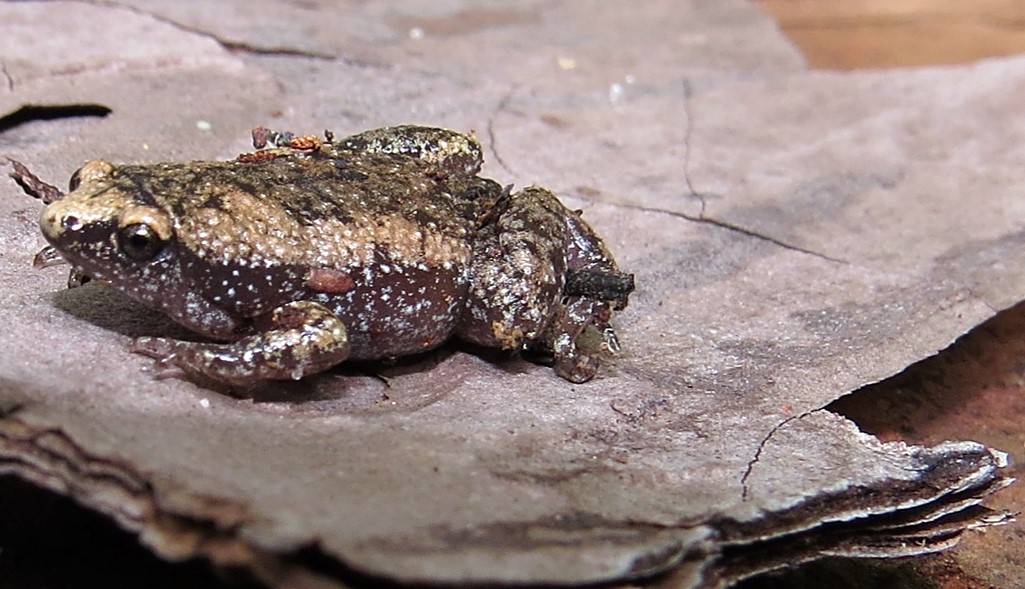 Easter narrow mouthed toad | Ocracoke Observer