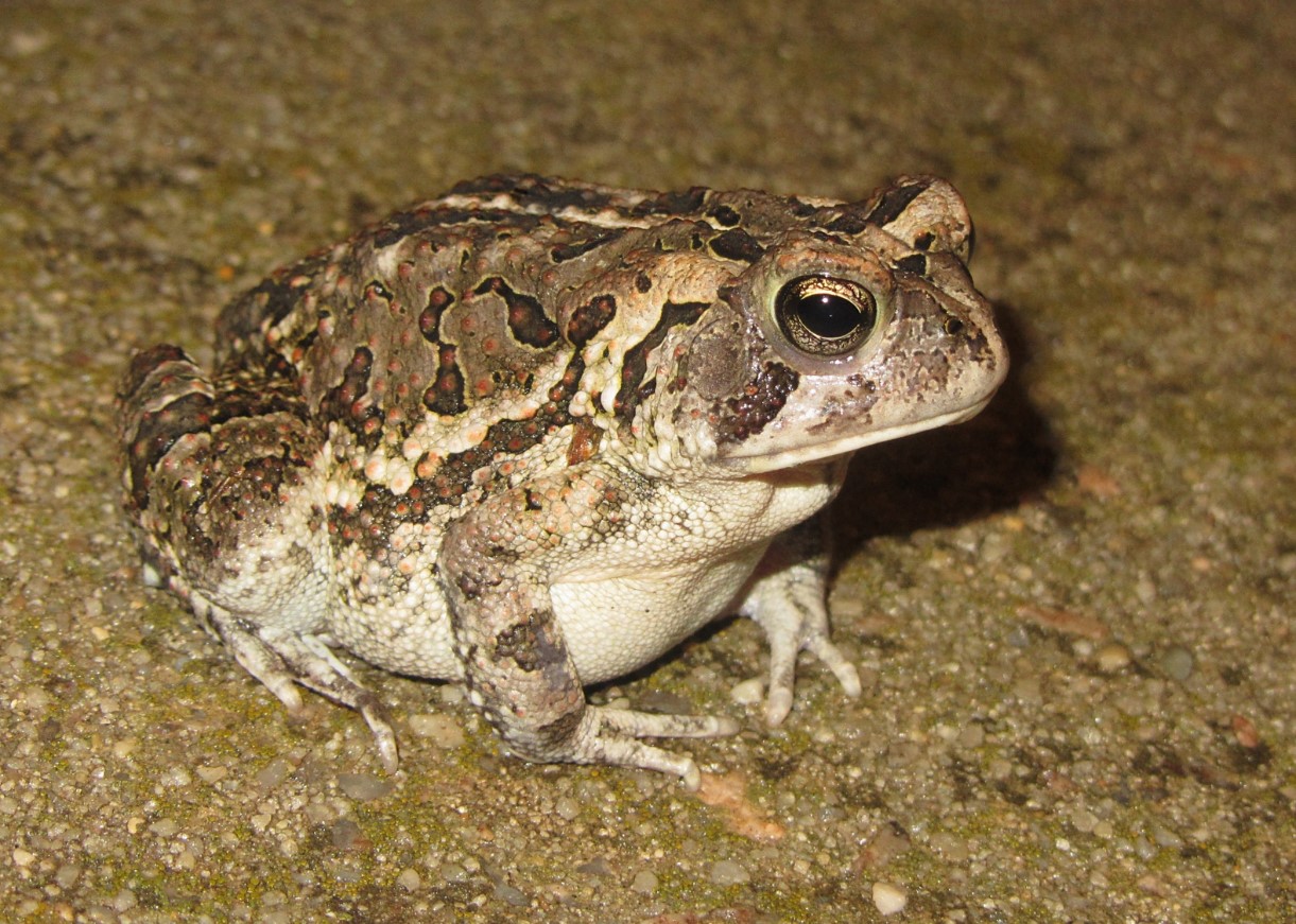 Fowler’s toad Jeff Beane | Ocracoke Observer