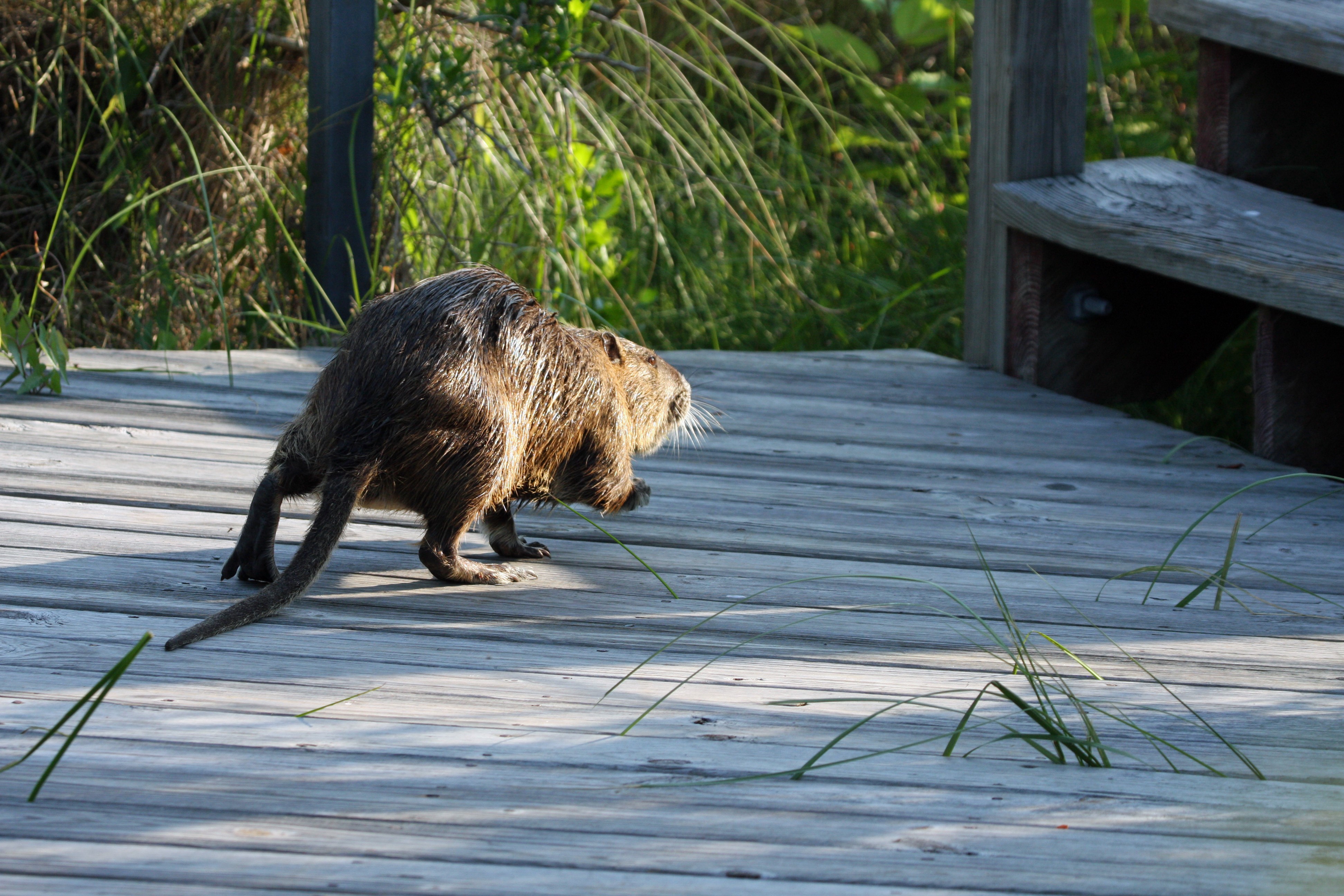 Nutria | Ocracoke Observer