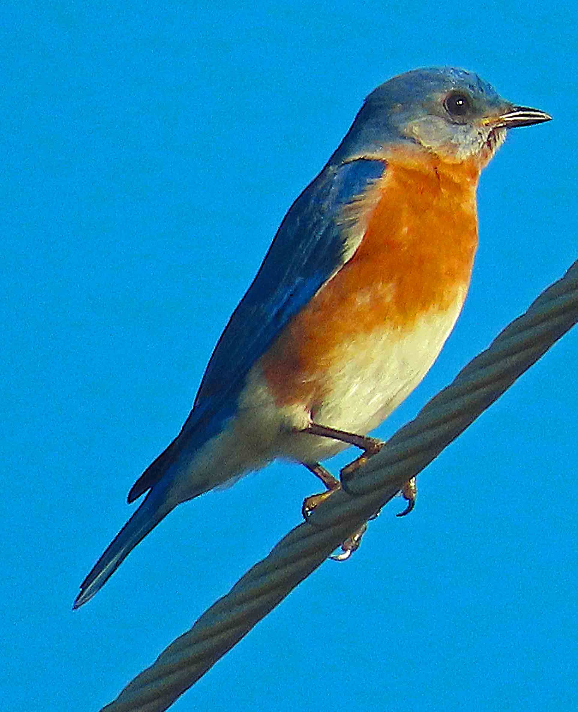Eastern Bluebird JB IMG_3288 | Ocracoke Observer