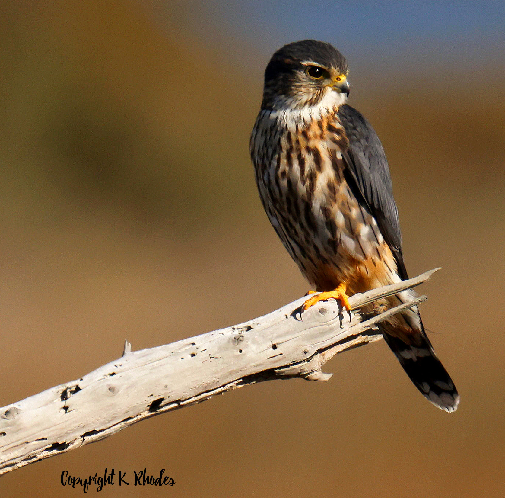 Merlin Karen Rhodes Polish_20251231 | Ocracoke Observer